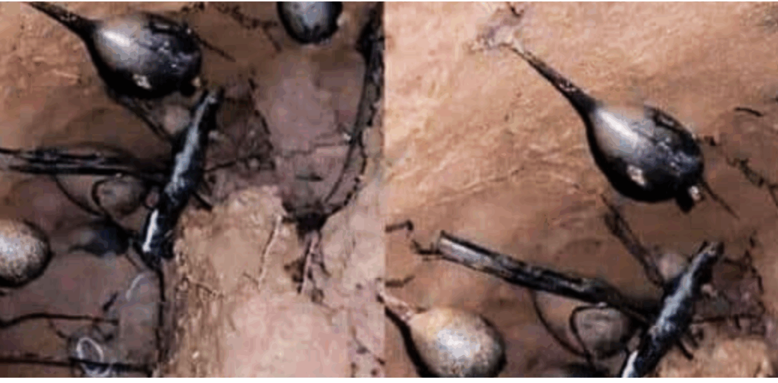 Stroomuitval van 72 uur op komst in Nederland: ''Bereid je voor''